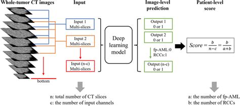 Overview Of Whole Tumor CT Images Processed By The Deep Learning Model Download Scientific Diagram