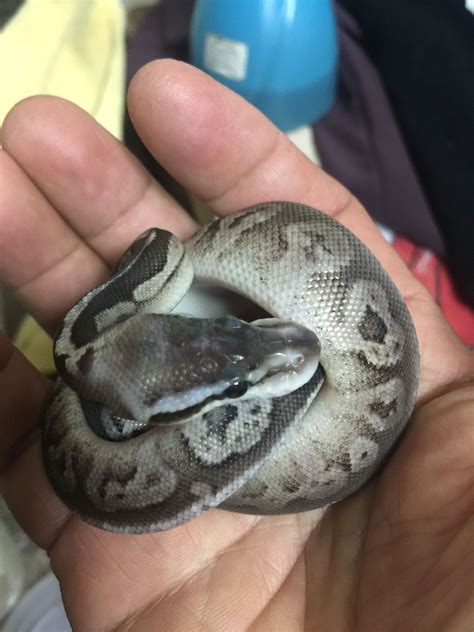 Black Pewter Ball Python Ball Python Cute Snake Cute Reptiles