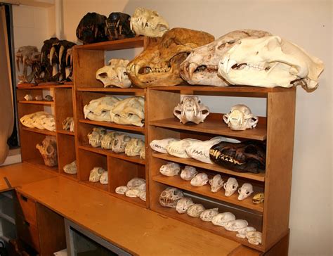 Prehistoric Skull Collection Album On Imgur