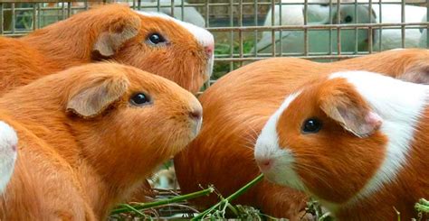 ¿why Do They Eat Guinea Pig In Peru A Delicious Journey Through Andean