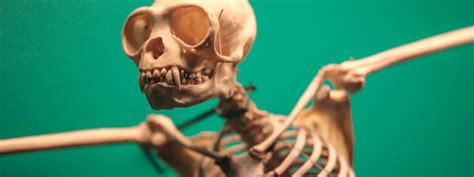 Bone Formation And Components Quiz