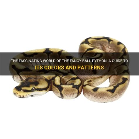 The Fascinating World Of The Fancy Ball Python A Guide To Its Colors