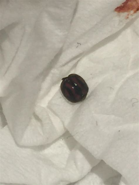 What Is This Tiny Bleeding Bug Australia Whatsthisbug