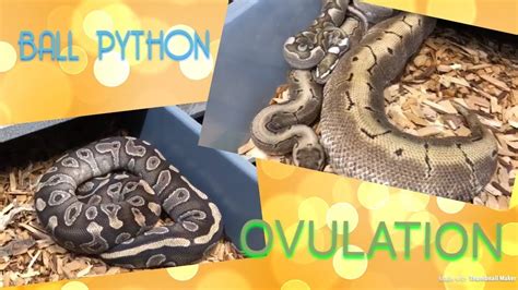 What A Ball Python Ovulation Looks Like Youtube