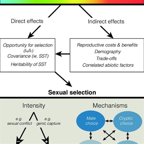 A Schematic Outline Of Pathways By Which Temperature Can Affect Sexual Download Scientific