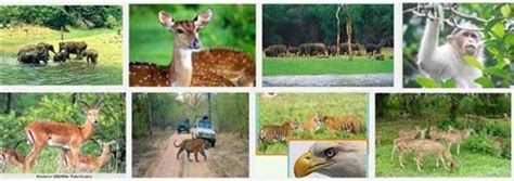 Wildlife Sanctuaries In Gujarat Wild Ass Sanctary In Gujarat