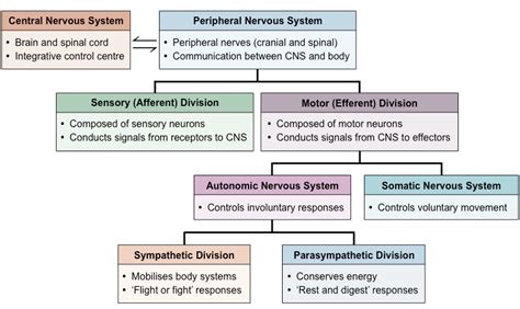 Nervous System Bioninja