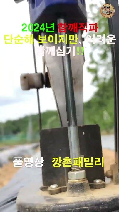 2024 참깨 심기 파종기로 심는데 안 나올 수 있답니다 참깨 참깨직파 참깨심는시기 참깨파종기 Youtube