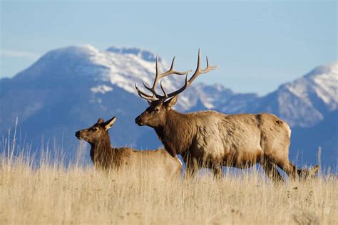 Alaska The Last Elk Frontier Western Hunter