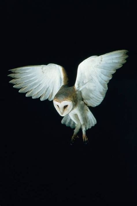Majestic Owl In Flight Barn Owl Witch Creepy Barn Owl Barn Owl