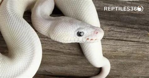 Blue Eyed Leucistic Ball Pythons A Beginner S Care Guide Reptiles360