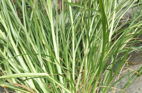 Ugat Ng Paragis Crabgrass Or Wire Grass