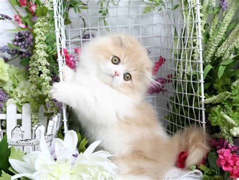 曼康斯基矮脚猫多少钱一只 知乎
