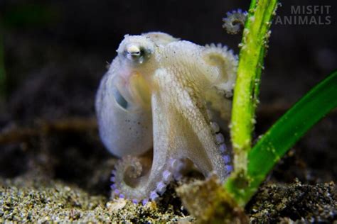 Octopus Reproduction Why They Die After Mating Misfit Animals