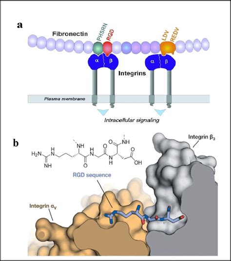 Rgd Integrin Interaction A Fibronectin Bound To The And β3 Subunit Of