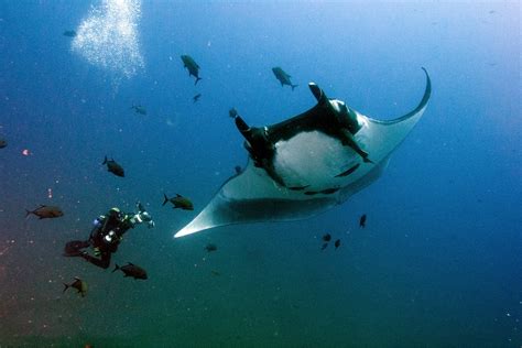 Socorro Island Liveaboard 9 Days Sunrider Tours