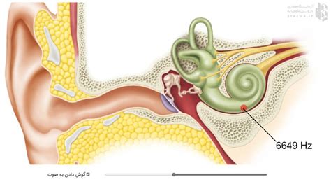 آستانه شنوایی گوش انسان زیست اجزای بدن بیازما