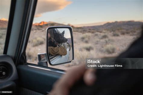 유타 주 모압의 외로운 길을 따라 운전하는 동안 사이드뷰 거울로 자동차 창 밖으로 매달려 있는 호주 가축 혼합 개의 반사 개에 대한 스톡 사진 및 기타 이미지 Istock