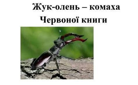 Олександра Занько із Калеників відзначена грамотою за участь у Всеукраїнській еко акції