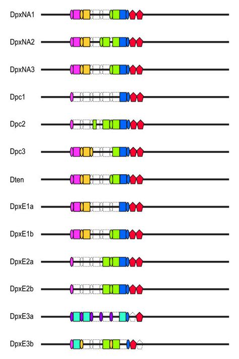 Diagram Of Complete IGS Sequences From Representatives Of Four Species Download Scientific