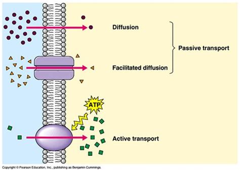 Movement Diffusion And Osmosis A Level Biology Revision Notes