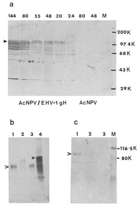Western Blots A Time Course Of Acnpvehv 1 Gh Expression In Sf9 Cells
