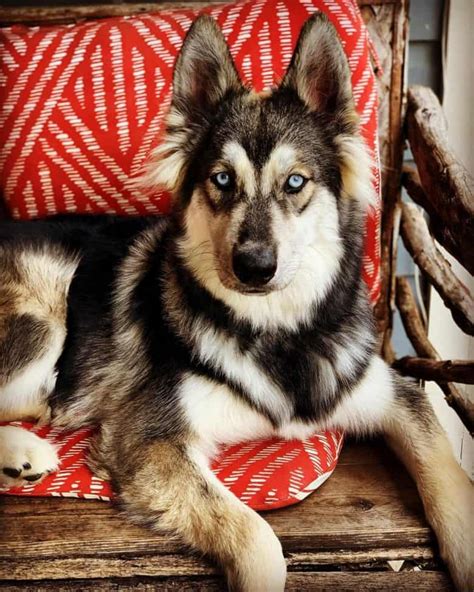 Malamute Australian Shepherd Mix