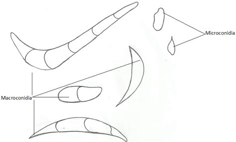 Structures Of Fungi Microbiology Class