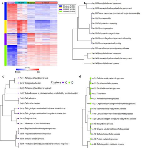 K Means Clustering And Pathway Analysis A Heatmap Showing Cluster A Download Scientific