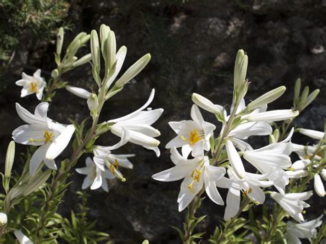 10 Types And The Meaning Of White Lilies 10 Types And The Meaning Of White Lilies
