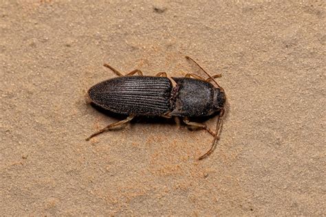 Premium Photo Adult Click Beetle