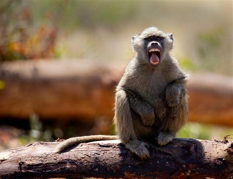 Desktop Wallpaper Monkey Photos Download The Best Free Desktop