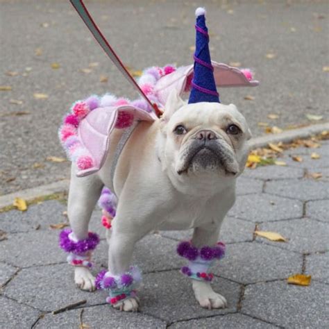 Best Halloween Costumes For Frenchies At Mary Bevis Blog