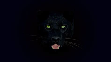 Black Leopard Wallpapers Wallpaper Cave