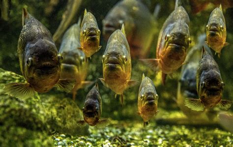 10 самых опасных животных Латинской Америки