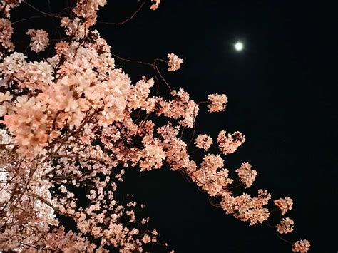 4月23日までアートな夜桜花見NAKED桜の新宿御苑2023ヴィーガンメニューも TABIZINE人生に旅心を