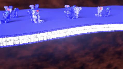 Biomedical Animation A Cell Based Assay For Gpcr Functionalization