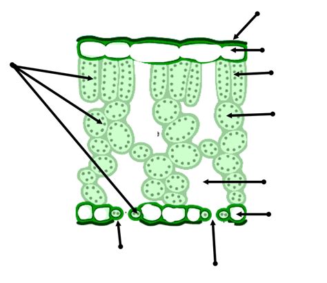 Photosynthesis And Structure Of A Leaf Diagram Quizlet