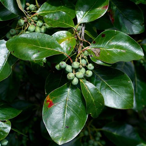Nyssa Sylvatica Wikipedia