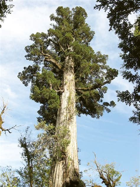 Arboles Nativos Descubre 11 Ideas De Árboles Nativos Chile