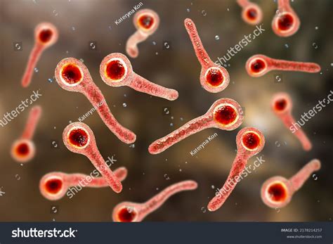 Ilustrasi Stok Clostridium Tetani Bacteria Causative Agent Tetanus