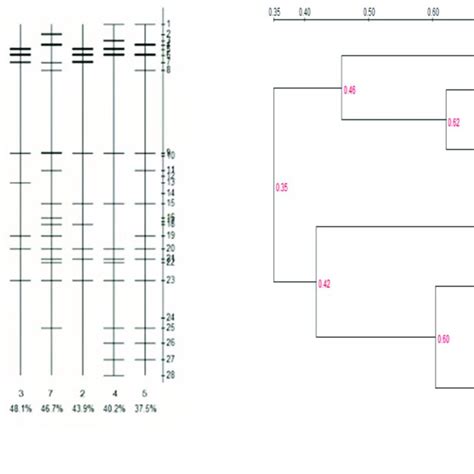 Dgge Lane Images A And Upgma Dendrogram B Of The Microbial