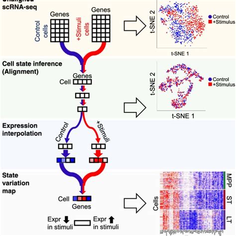 Schematic Of Unsupervised Alignment And State Variation Mapping With