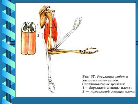 Подготовка к проверочной работе по теме «Опорно двигательная система презентация онлайн
