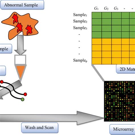 A Random Vector Initialization For Ten Number Of Pathways Download Scientific Diagram