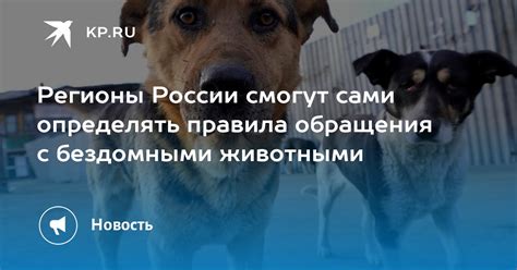 Регионы России смогут сами определять правила обращения с бездомными животными Kp Ru