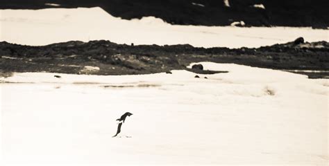 Happy Penguin Stuck In Customs