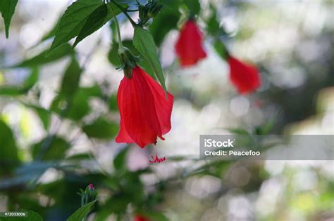 태국에서 히 비 스커 스입니다 히 비 스커 스 불빛이 맬로 가족의 현 화 식물의 속은 이다 개화기에 대한 스톡 사진 및 기타 이미지 Istock