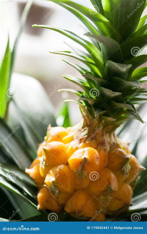 Mini Ananas Plant Decorative Yellow Beauty Stock Image Image Of