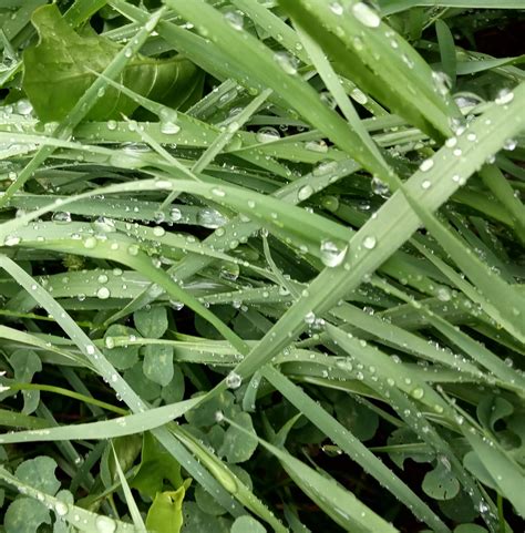 ლექსები ბალახზე ნამი ჰკიდია ნამში სამყარო ჩანს სამყარო